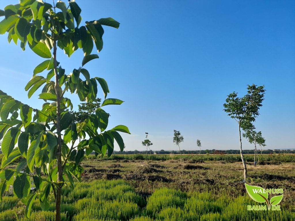 Fernor (Juglans regia) – Walnuss-baum.de