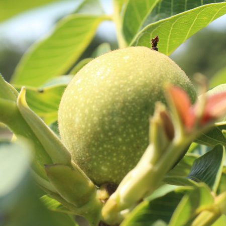 Fernor (Juglans regia) – Walnuss-baum.de