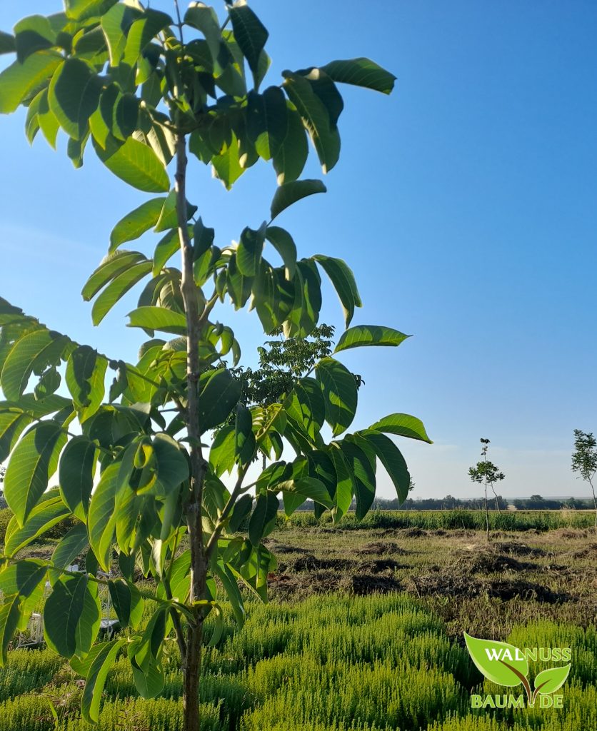 Franquette (Juglans regia) – Walnuss-baum.de