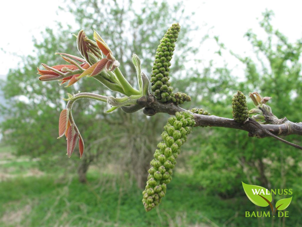 Franquette (Juglans regia) – Walnuss-baum.de